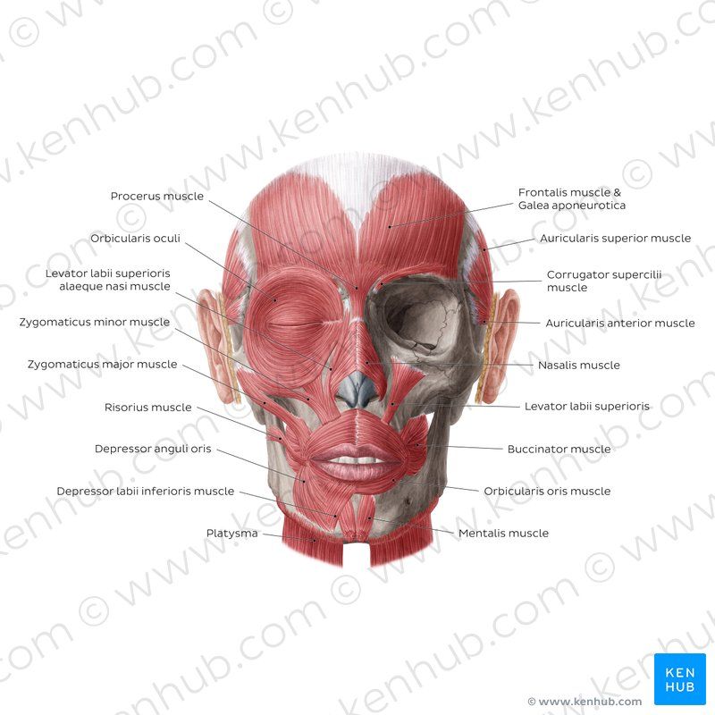 Any ways to progressively overload facial muscles for hypertrophy ...