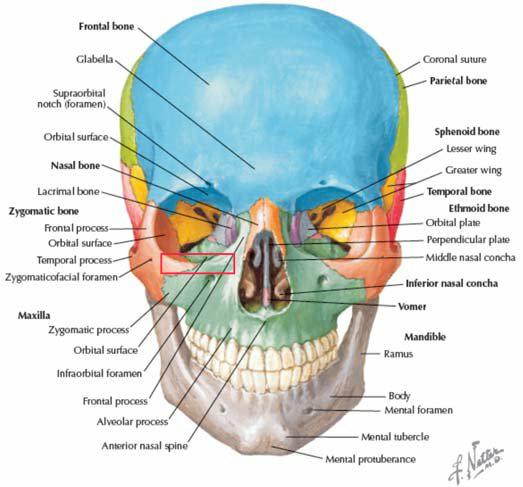 Bonesmashing orbitals? | Looksmax - Men's Self-Improvement & Aesthetics