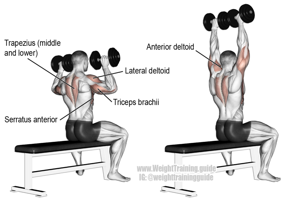 Frame maxxing - Get WIDE | Looksmax.org - Men's Self-Improvement ...