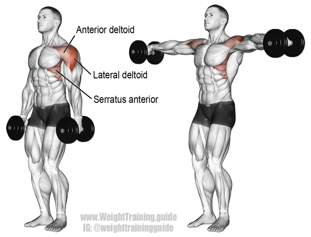 Frame maxxing - Get WIDE | Looksmax.org - Men's Self-Improvement ...