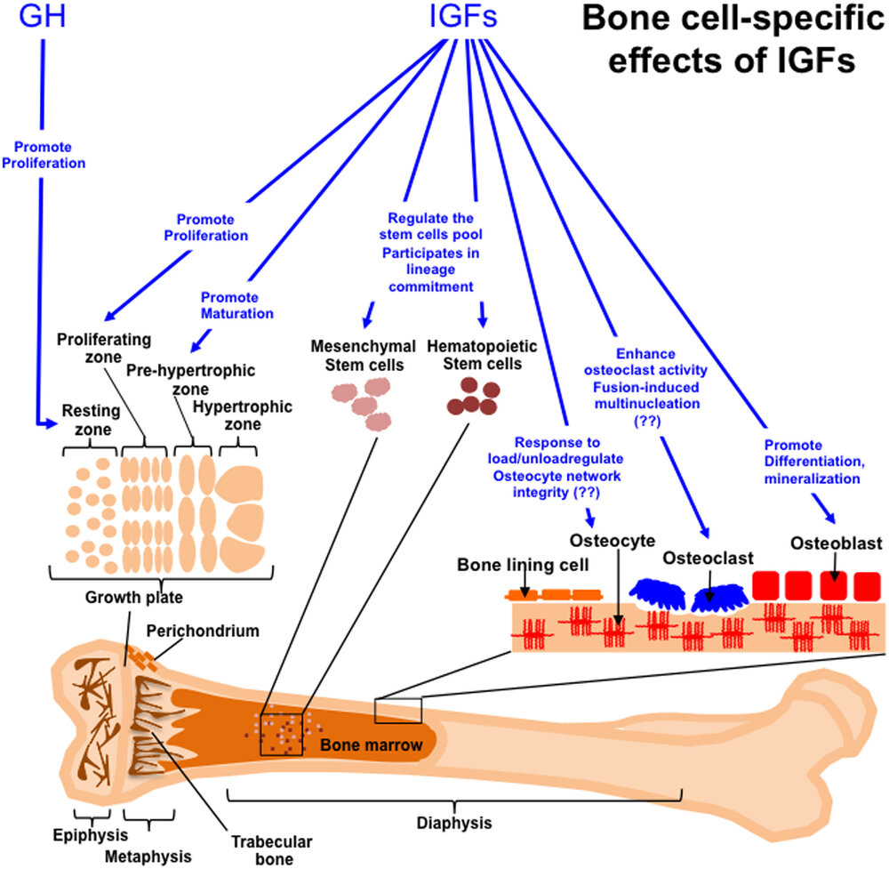 IGF versus GH in bone growth [Comparsion] | Looksmax.org - Men's Self ...