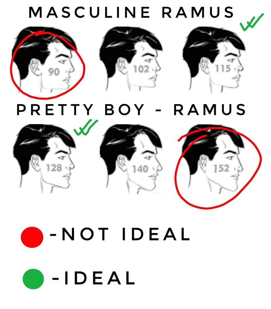 Ideal and average gonial angle? | Looksmax.org - Men's Self-Improvement ...