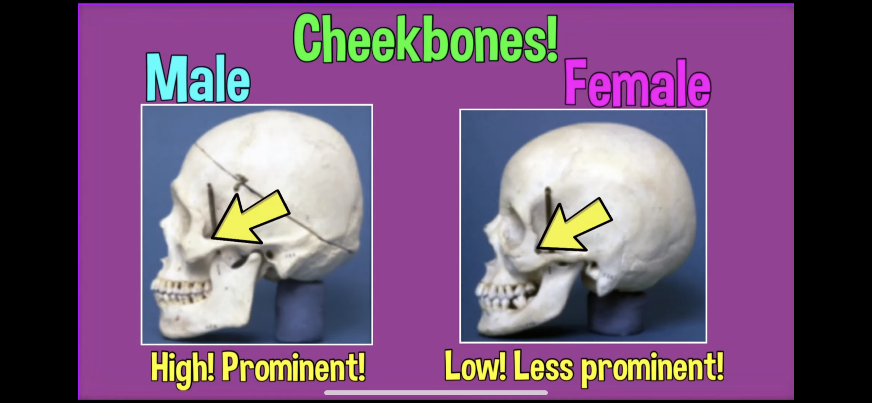 Male VS Female Traits (Dimorphism Breakdown) (HIGH IQ) | Looksmax.org ...