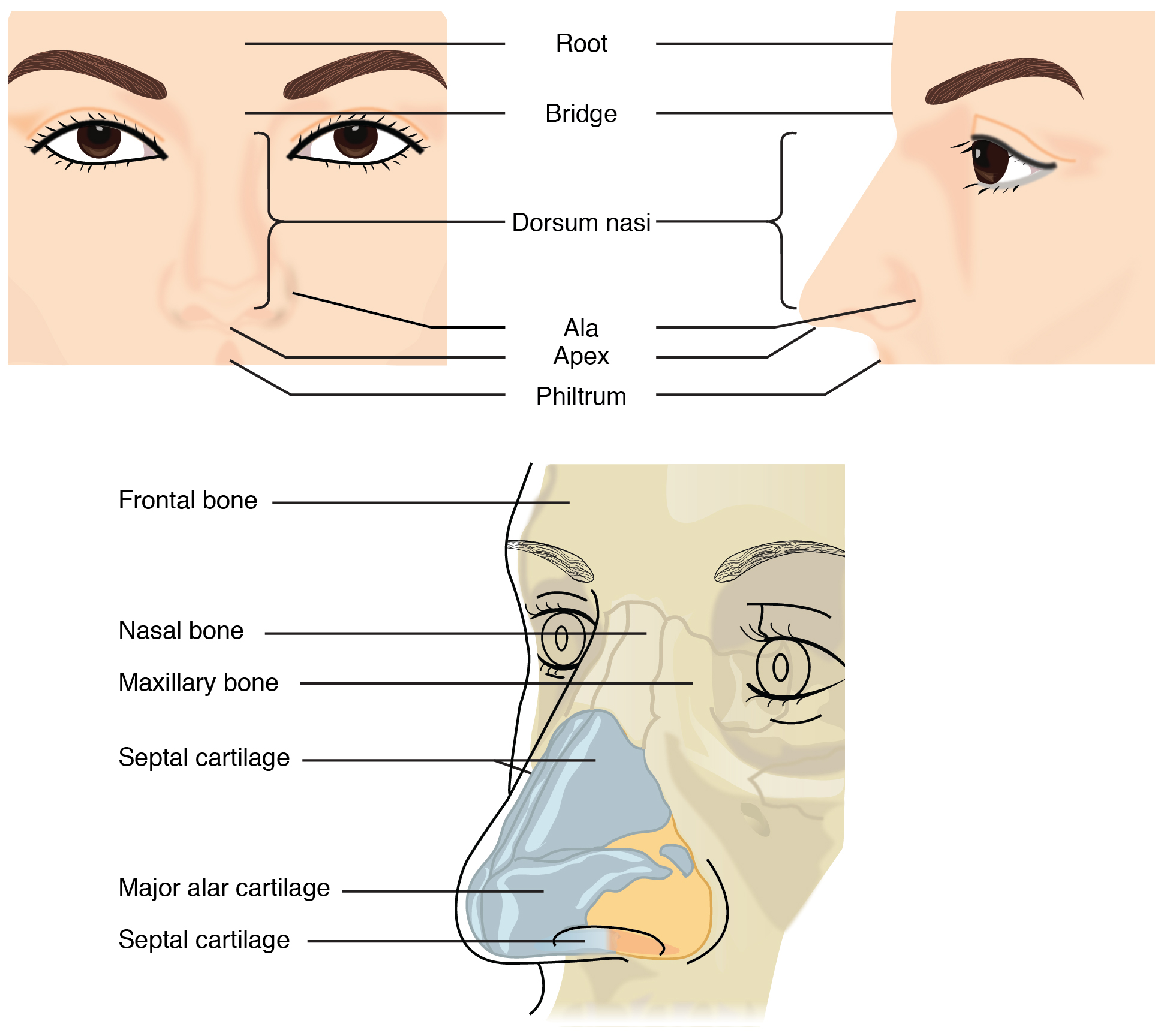 bonesmashing for low ipd cels? | Looksmax - Men's Self-Improvement ...