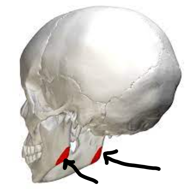 Fix my side profile. Gonial angle/Jaw asymmetry (PHOTOS) | Looksmax.org ...