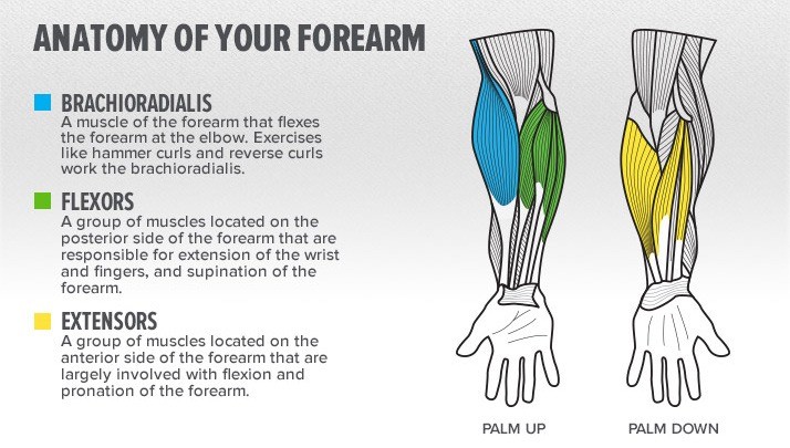 Forearm training guide | Looksmax.org - Men's Self-Improvement & Aesthetics