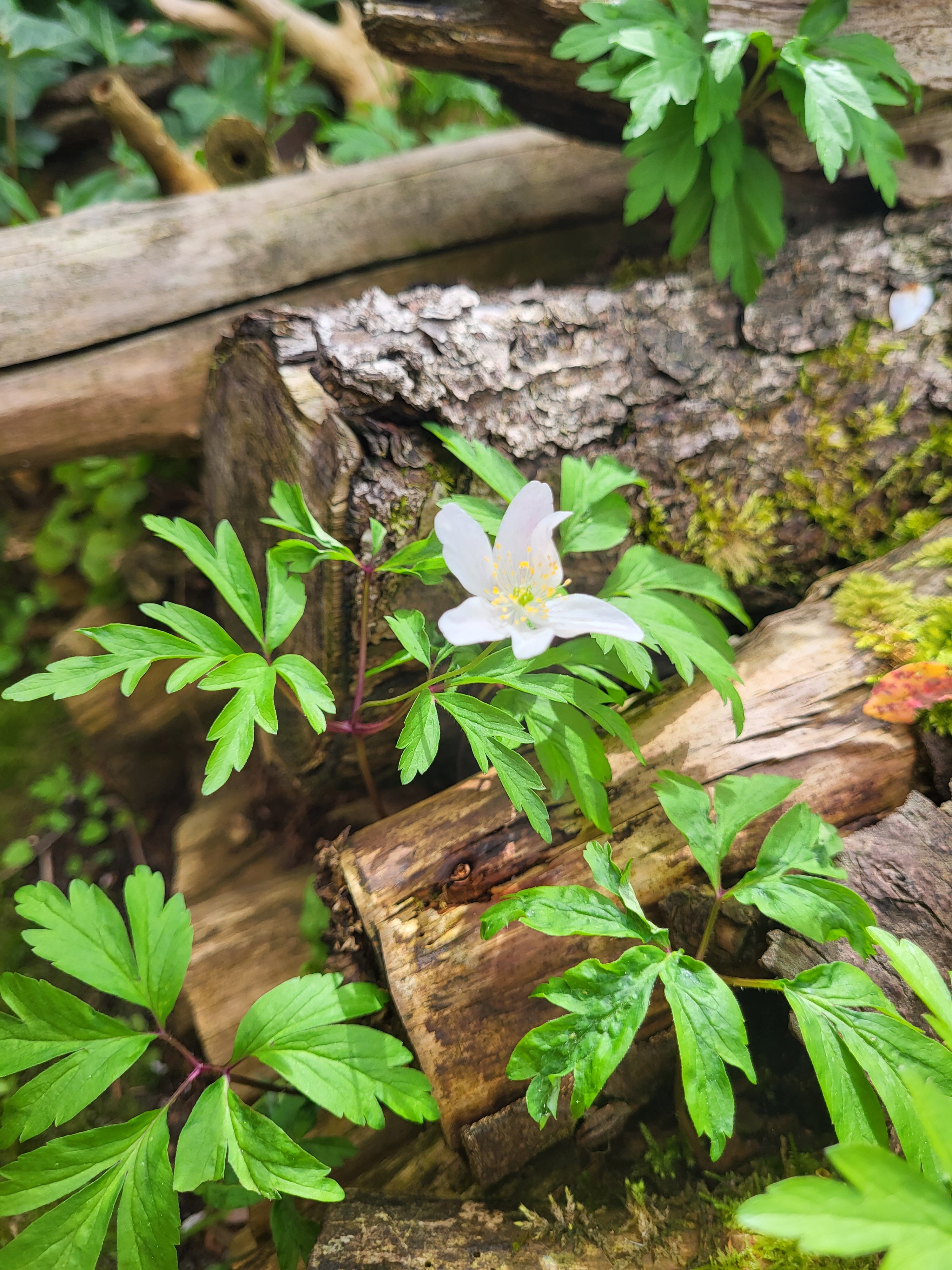 more garden shots. | Looksmax.org - Men's Self-Improvement & Aesthetics
