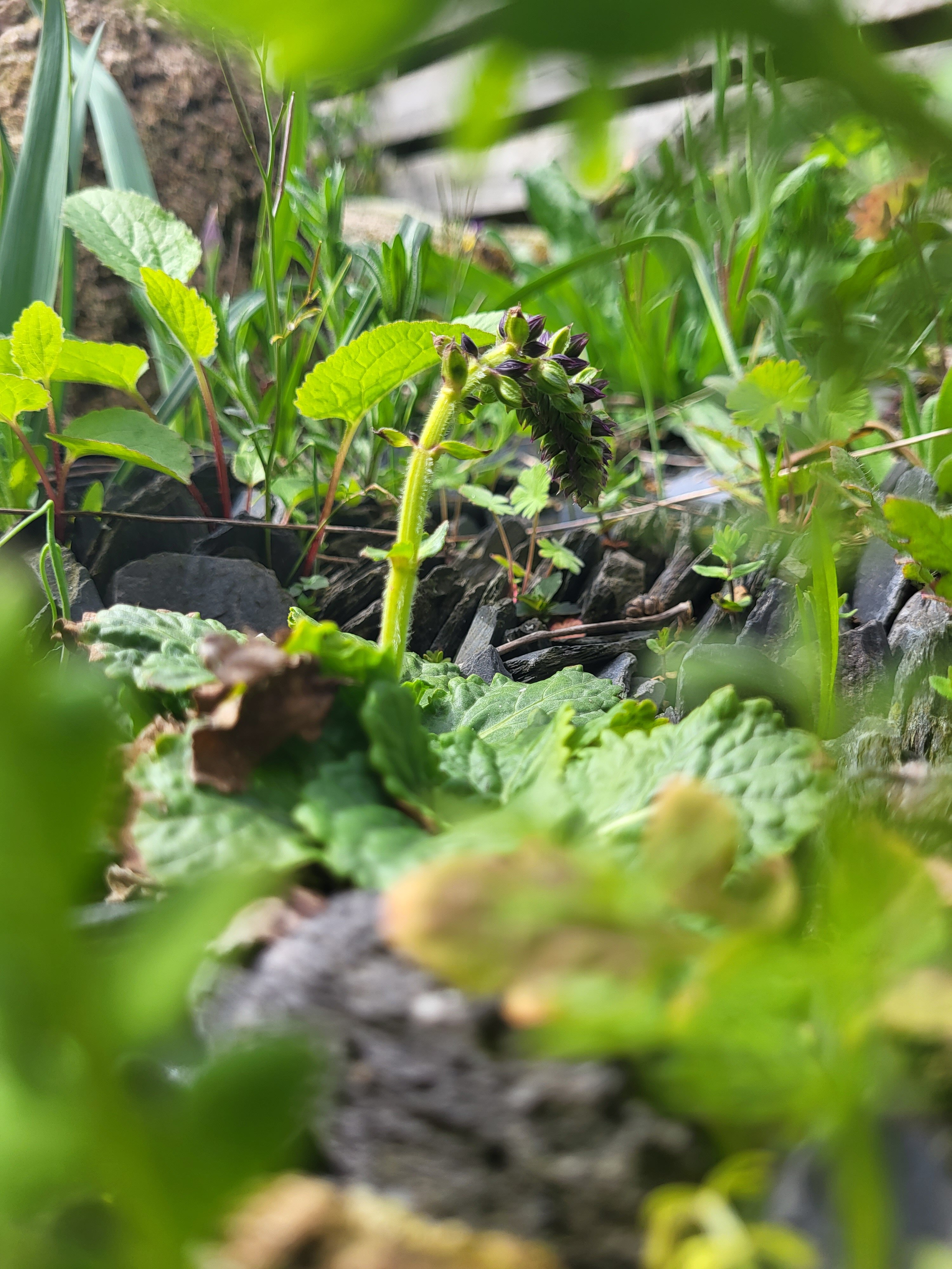 more garden shots. | Looksmax.org - Men's Self-Improvement & Aesthetics