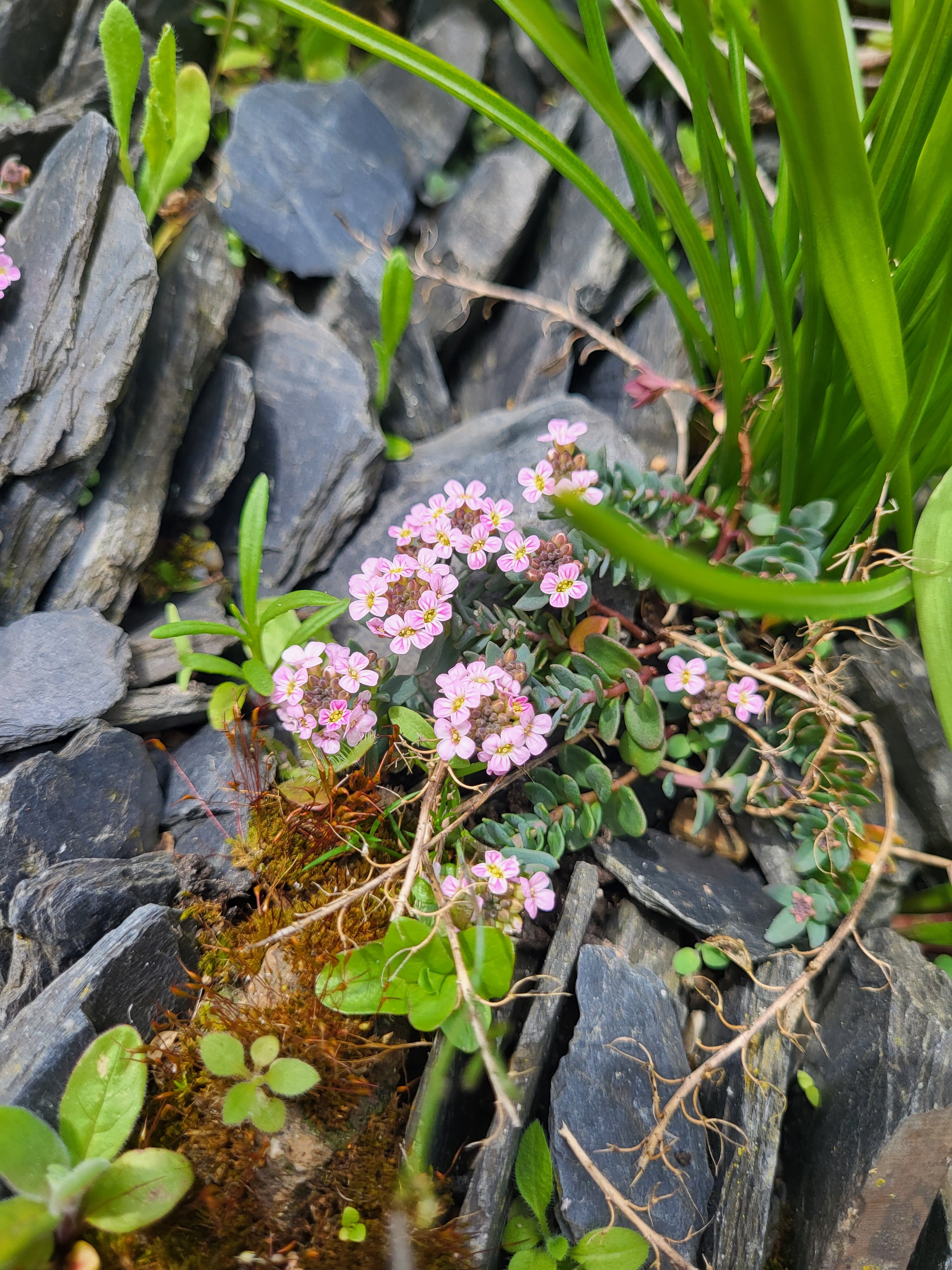 more garden shots. | Looksmax.org - Men's Self-Improvement & Aesthetics