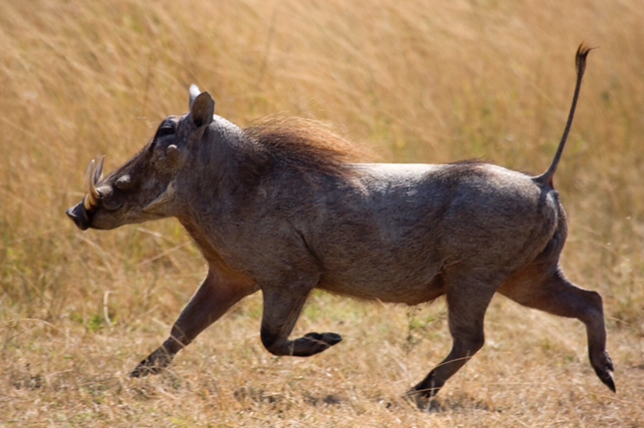 Warthog | Looksmax.org - Men's Self-Improvement & Aesthetics