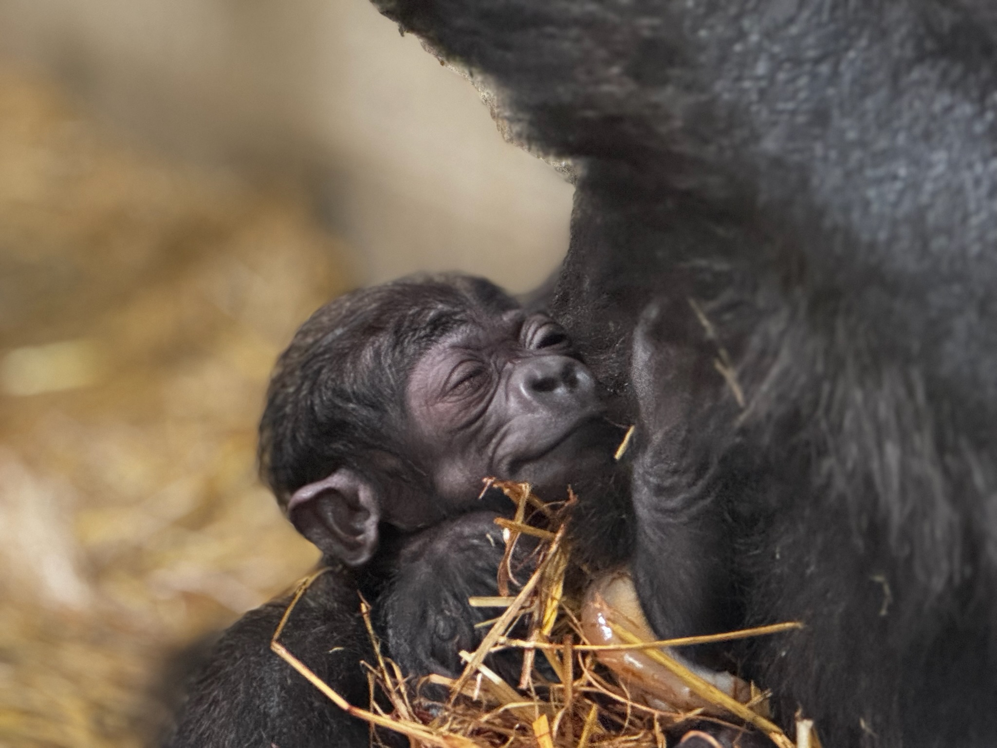 Humans are the least cute animals | Looksmax.org - Men's Self ...